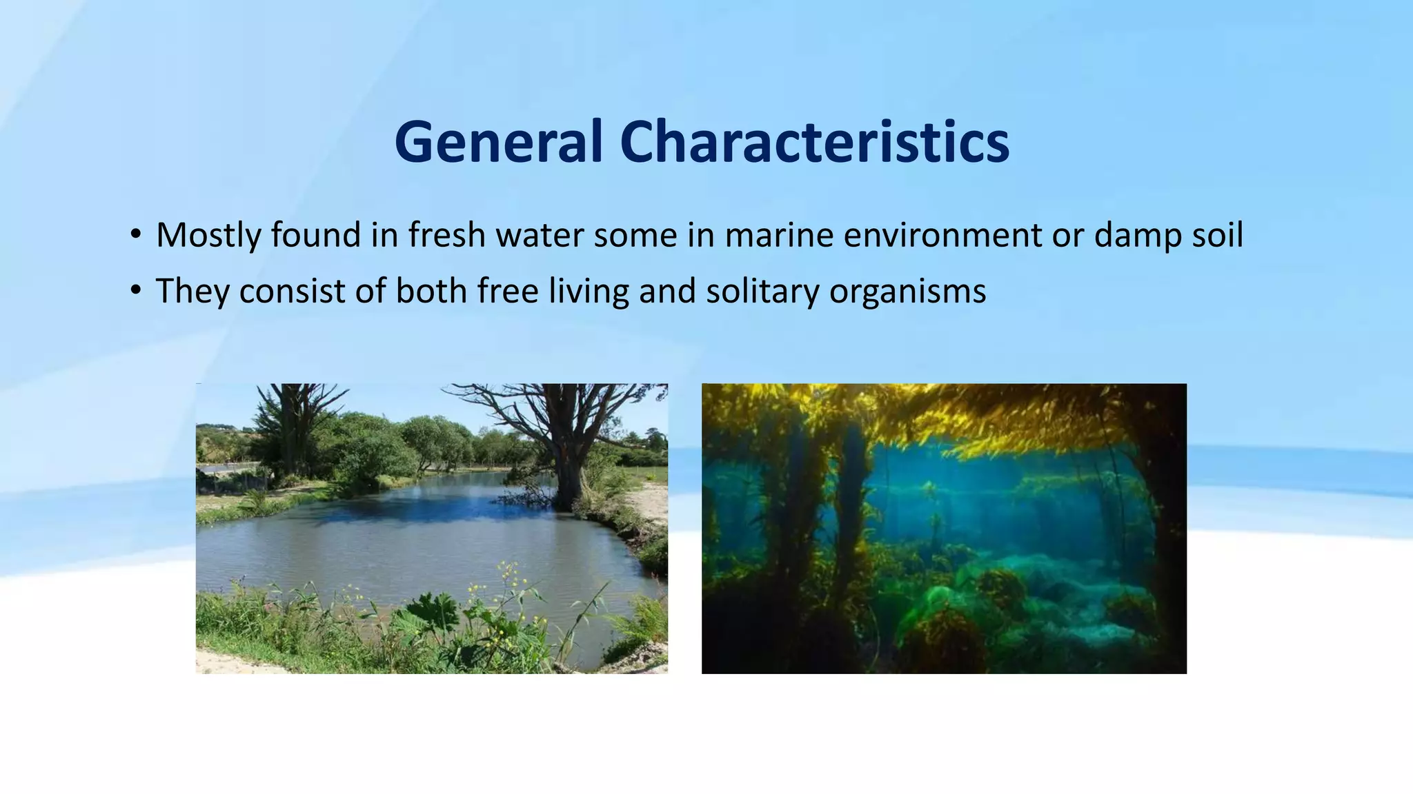 Phylum Bacillariophyta, Xanthophyta & Chrysophyta | PPTX