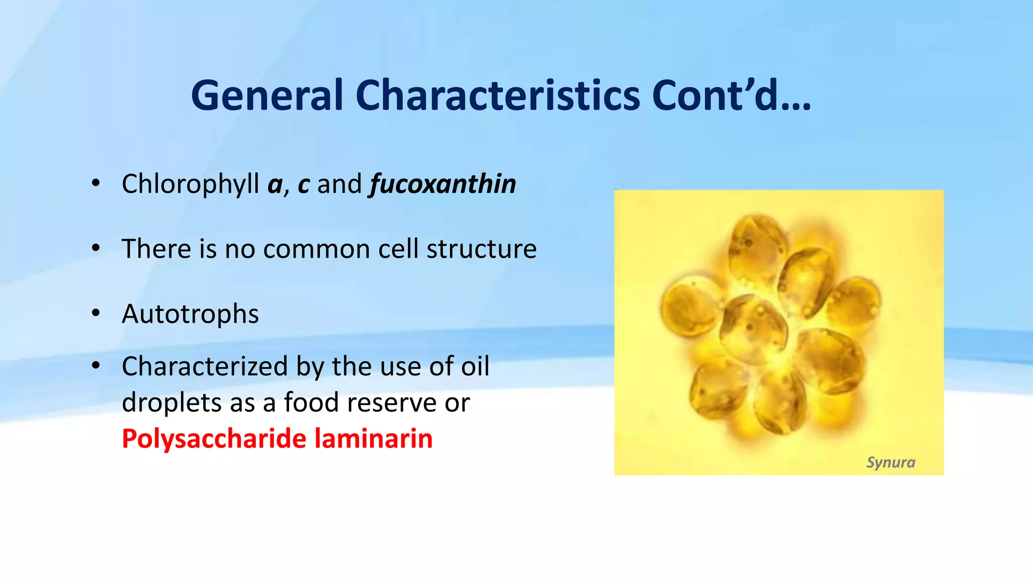 Phylum Bacillariophyta, Xanthophyta & Chrysophyta | PPTX