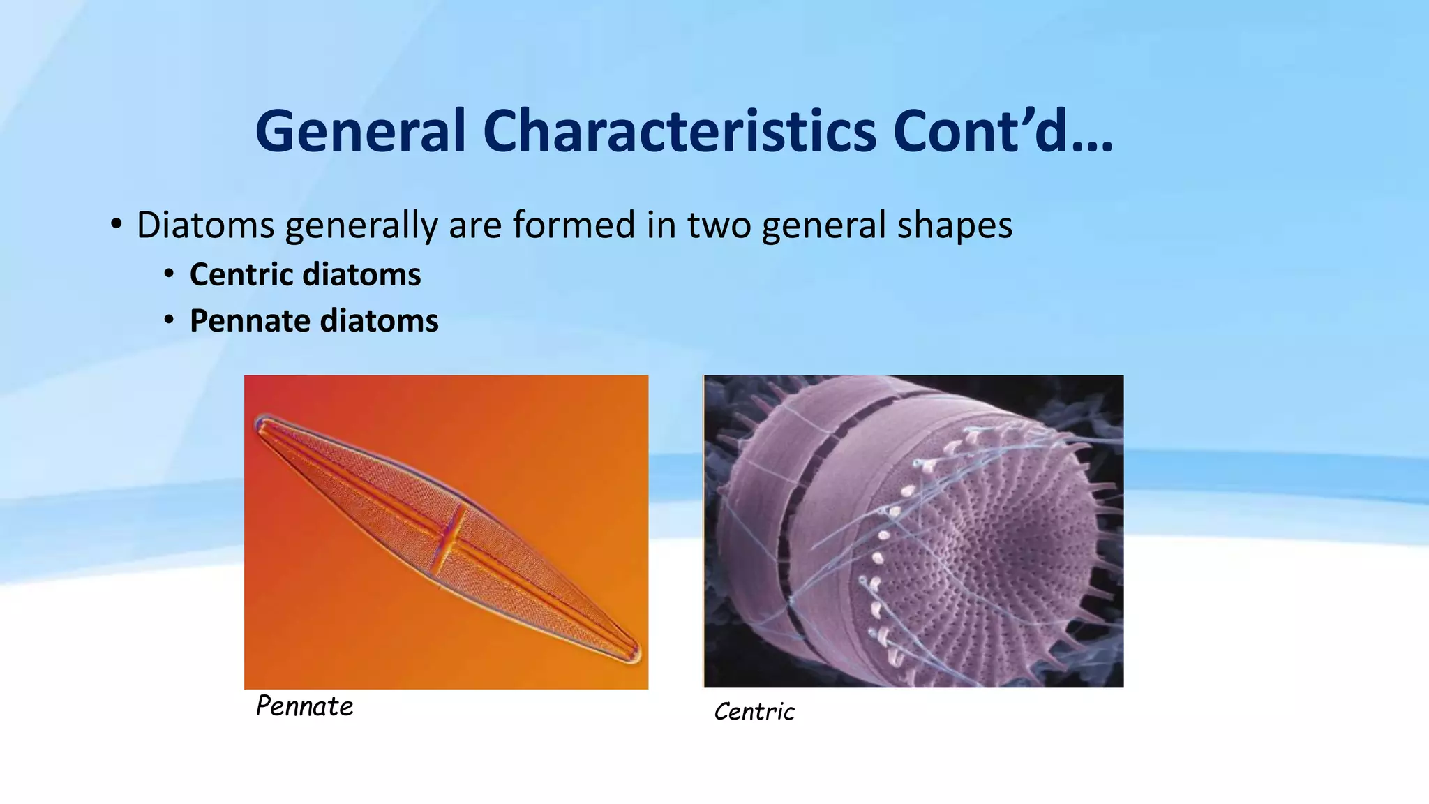Phylum Bacillariophyta, Xanthophyta & Chrysophyta | PPTX
