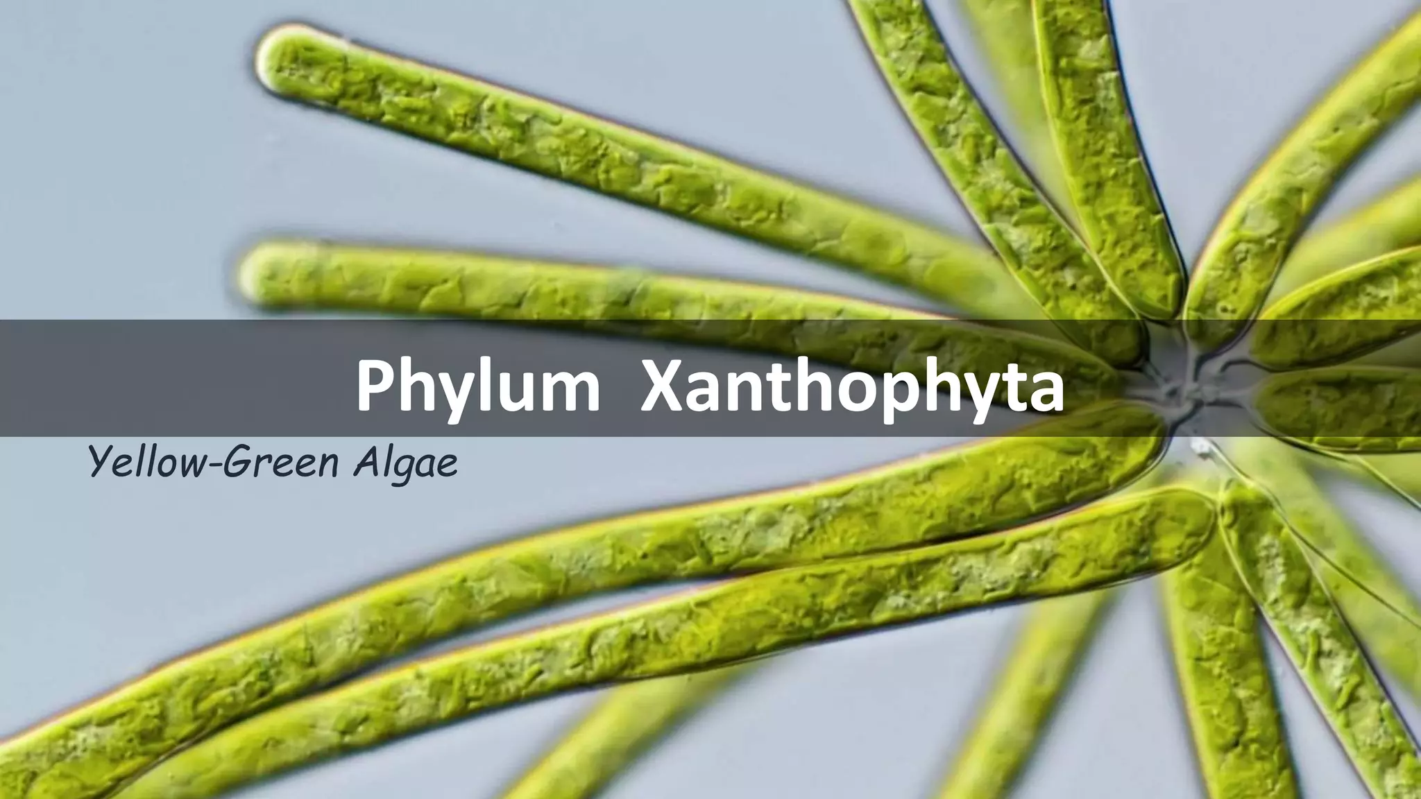 Phylum Bacillariophyta, Xanthophyta & Chrysophyta | PPTX