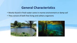 Phylum Bacillariophyta, Xanthophyta & Chrysophyta | PPTX