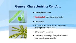 Phylum Bacillariophyta, Xanthophyta & Chrysophyta | PPTX