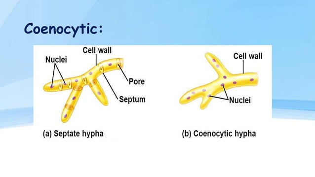 Phylum Bacillariophyta, Xanthophyta & Chrysophyta | PPTX