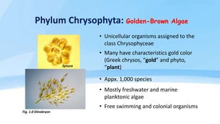 Phylum Bacillariophyta, Xanthophyta & Chrysophyta | PPTX