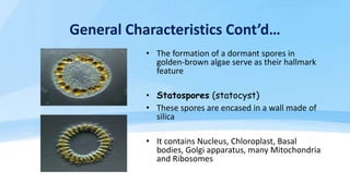 Phylum Bacillariophyta, Xanthophyta & Chrysophyta | PPTX