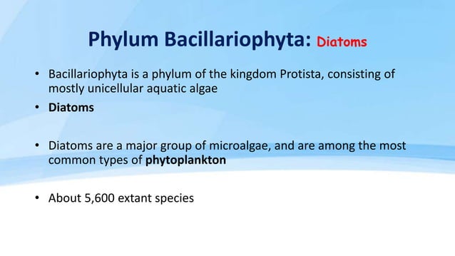 Phylum Bacillariophyta, Xanthophyta & Chrysophyta | PPTX