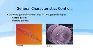 Phylum Bacillariophyta, Xanthophyta & Chrysophyta | PPTX