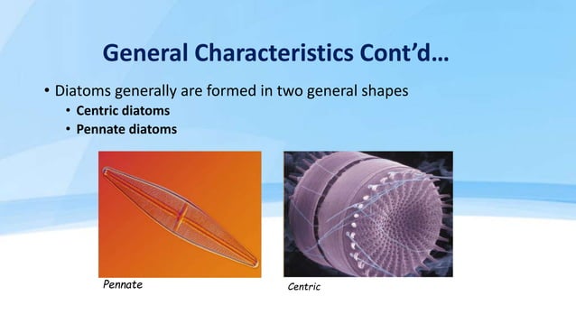 Phylum Bacillariophyta, Xanthophyta & Chrysophyta | PPTX