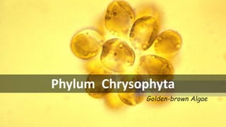 Phylum Chrysophyta