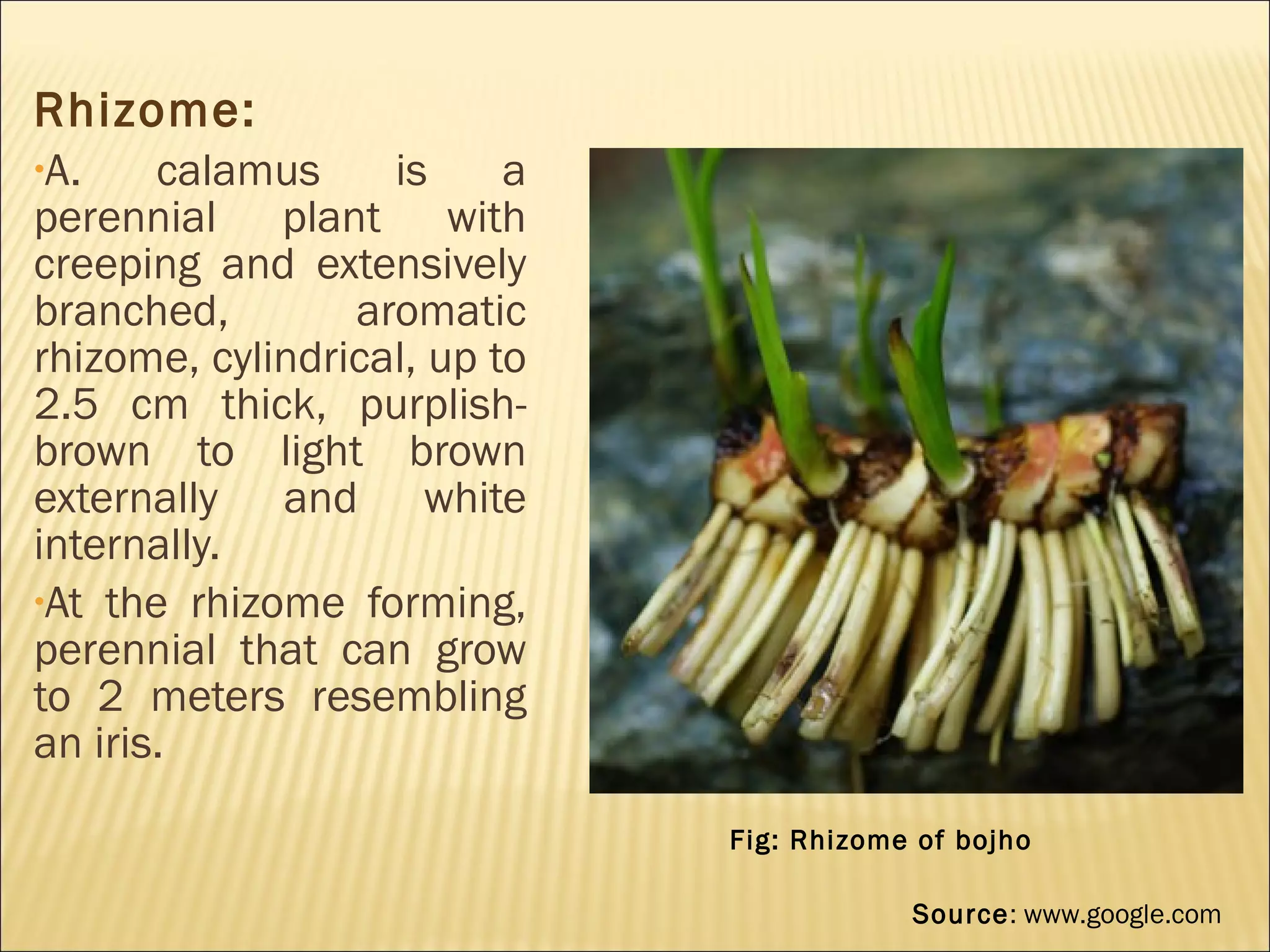 6. acorous calamus (bojho) | PPT