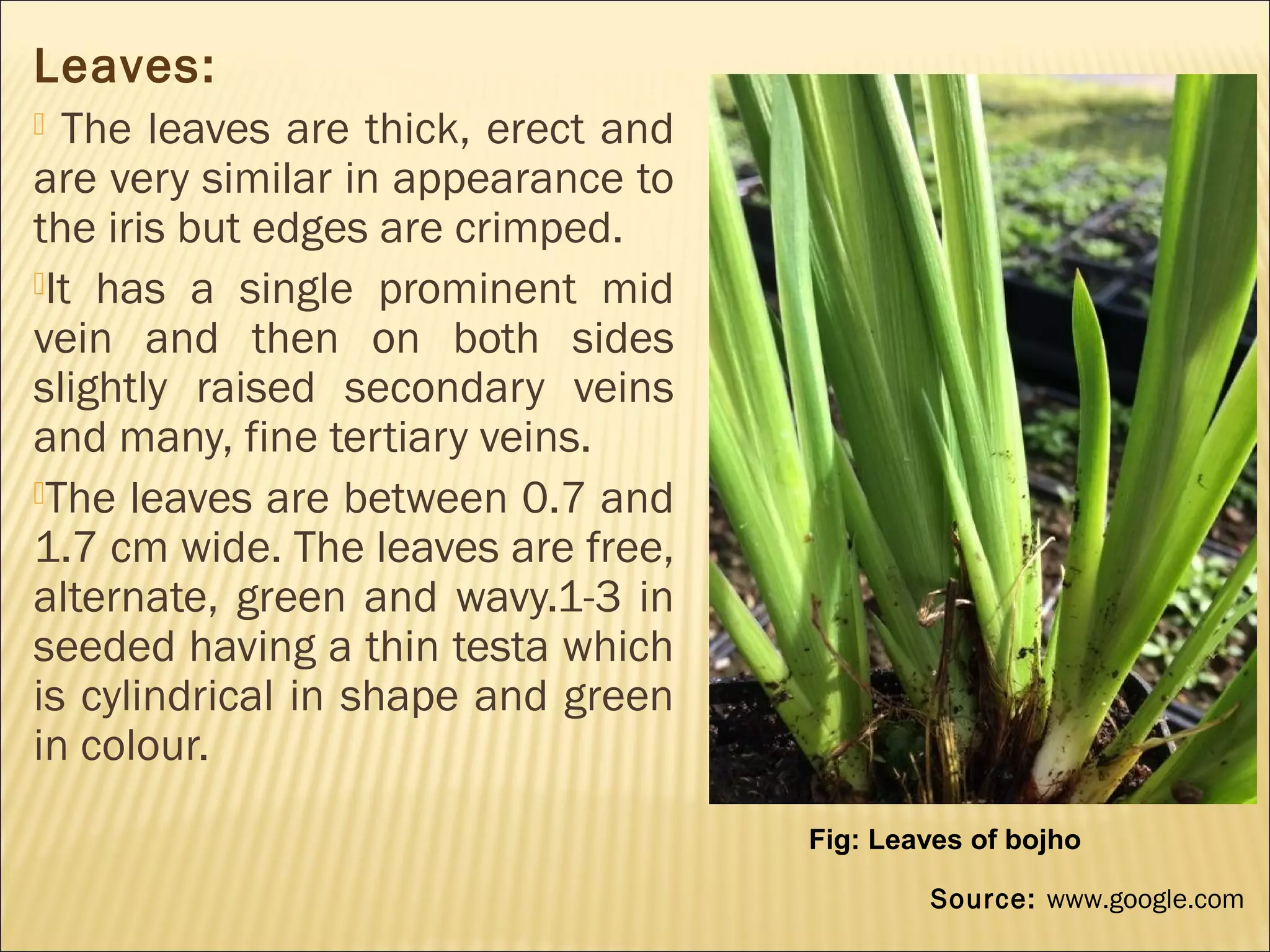 6. acorous calamus (bojho) | PPT