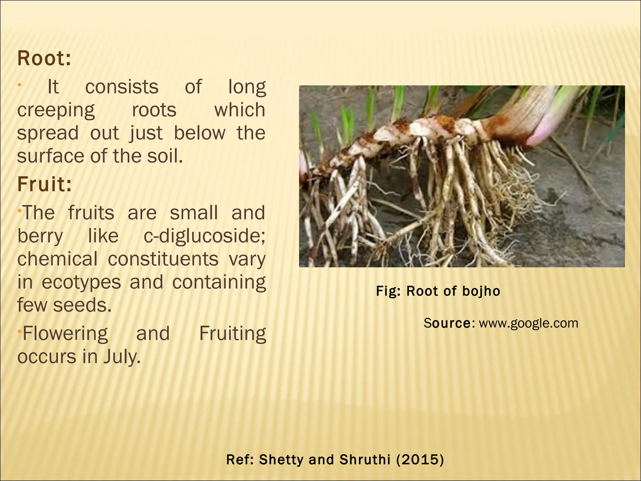 6. acorous calamus (bojho) | PPT