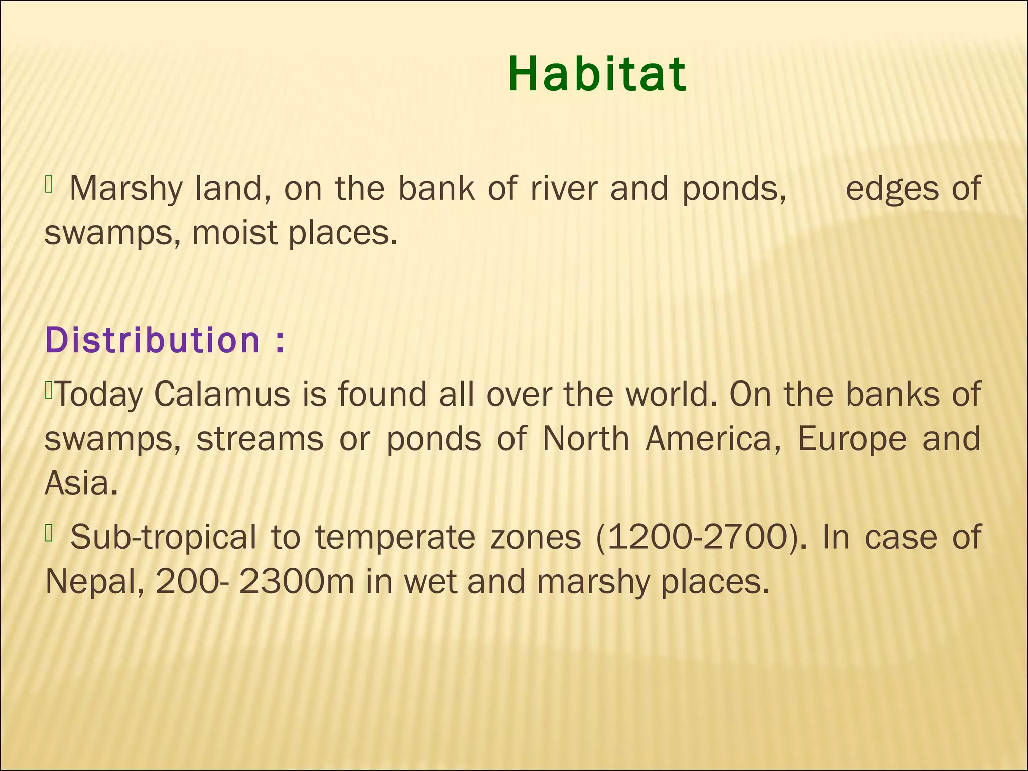 6. acorous calamus (bojho) | PPT