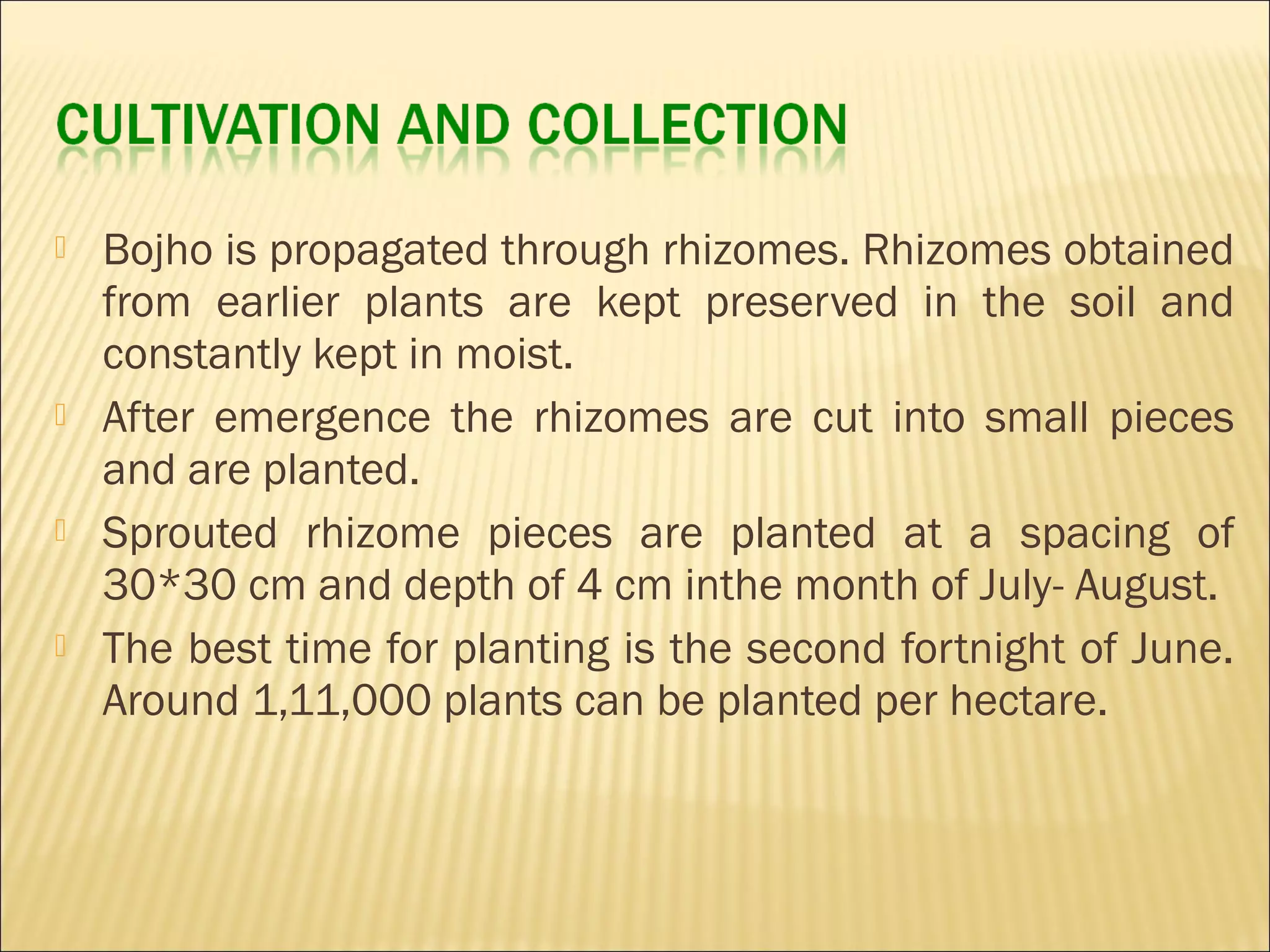 6. acorous calamus (bojho) | PPT