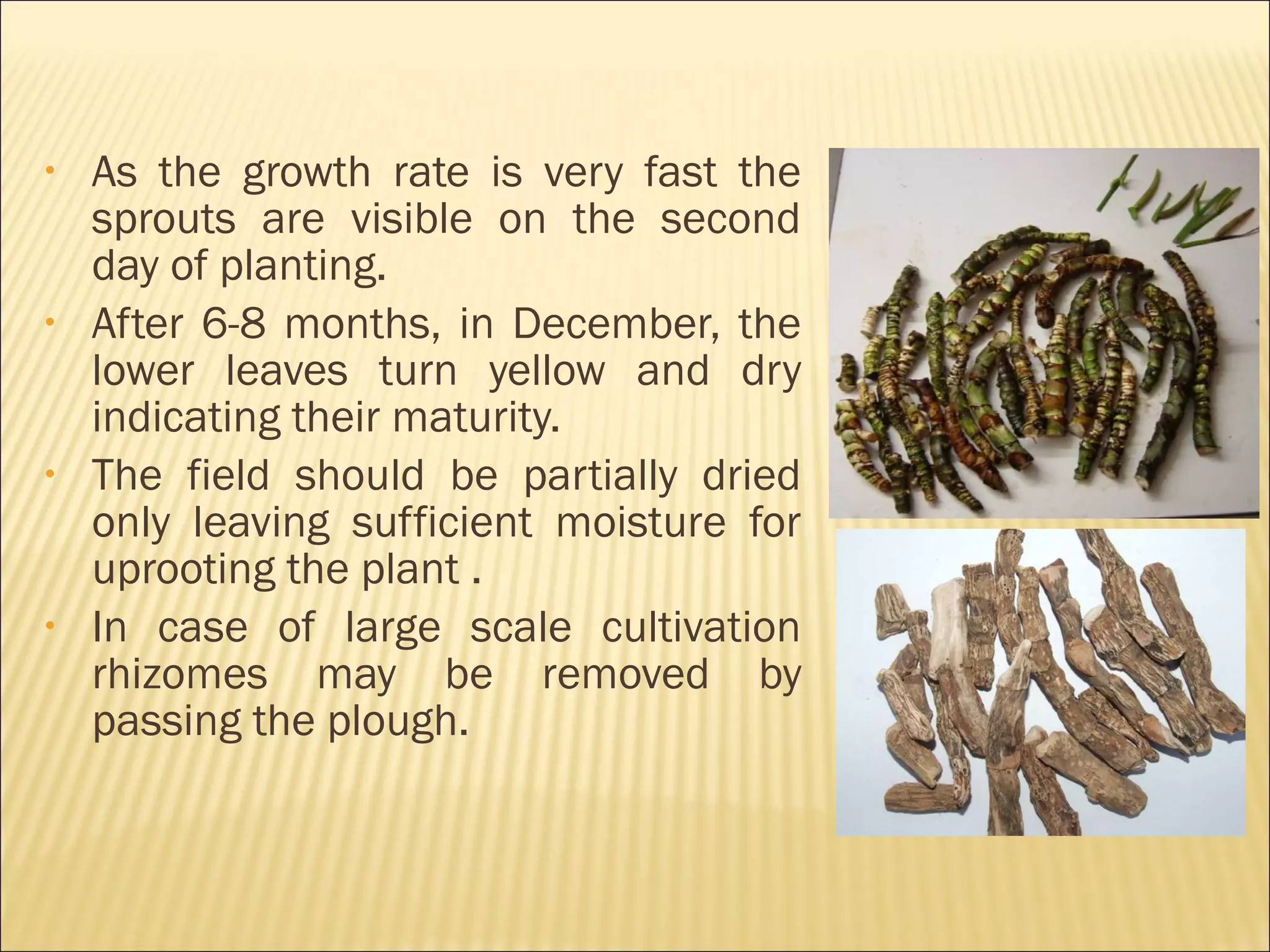 6. acorous calamus (bojho) | PPT