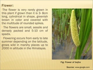 6. acorous calamus (bojho) | PPT