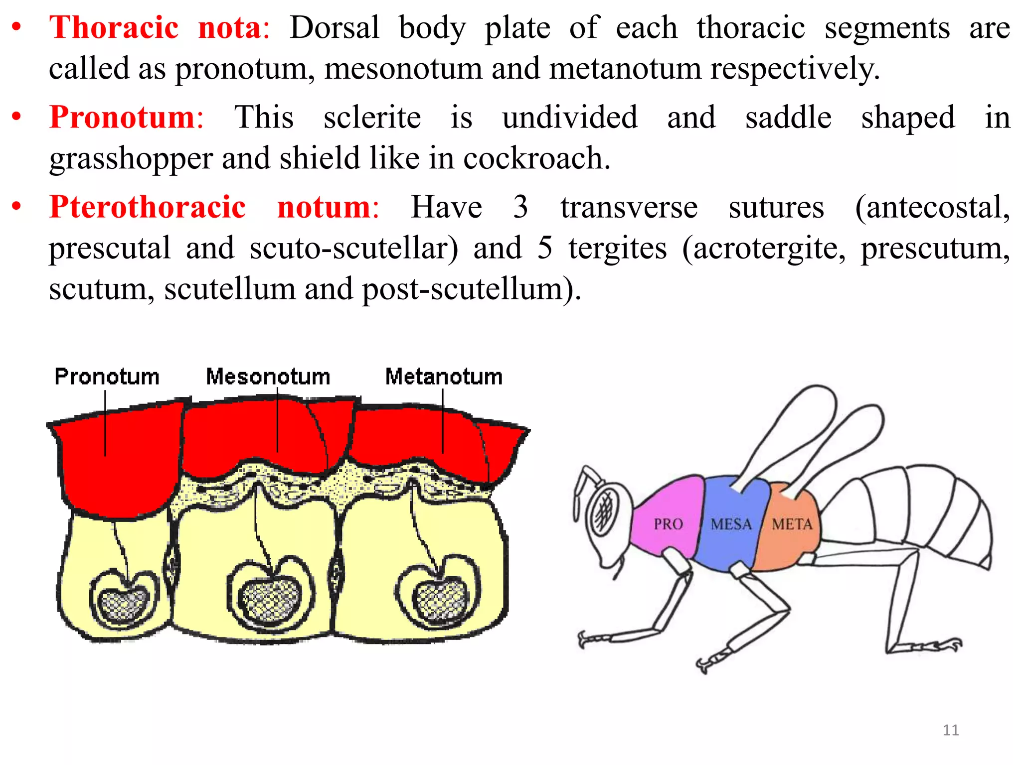 Organisation of insect body by Dr. T. Krishna Chaitanya | PPTX