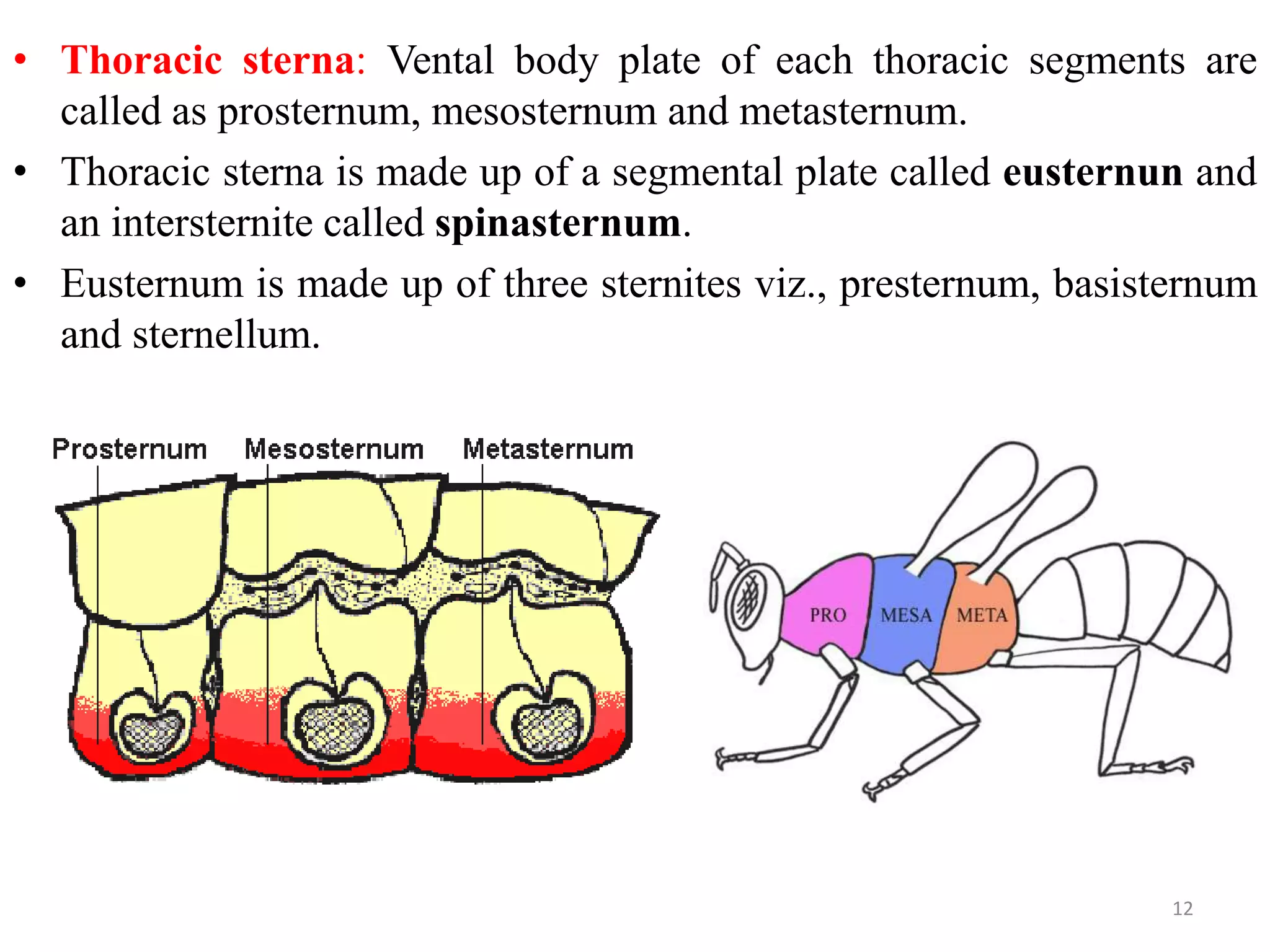 Organisation of insect body by Dr. T. Krishna Chaitanya | PPTX
