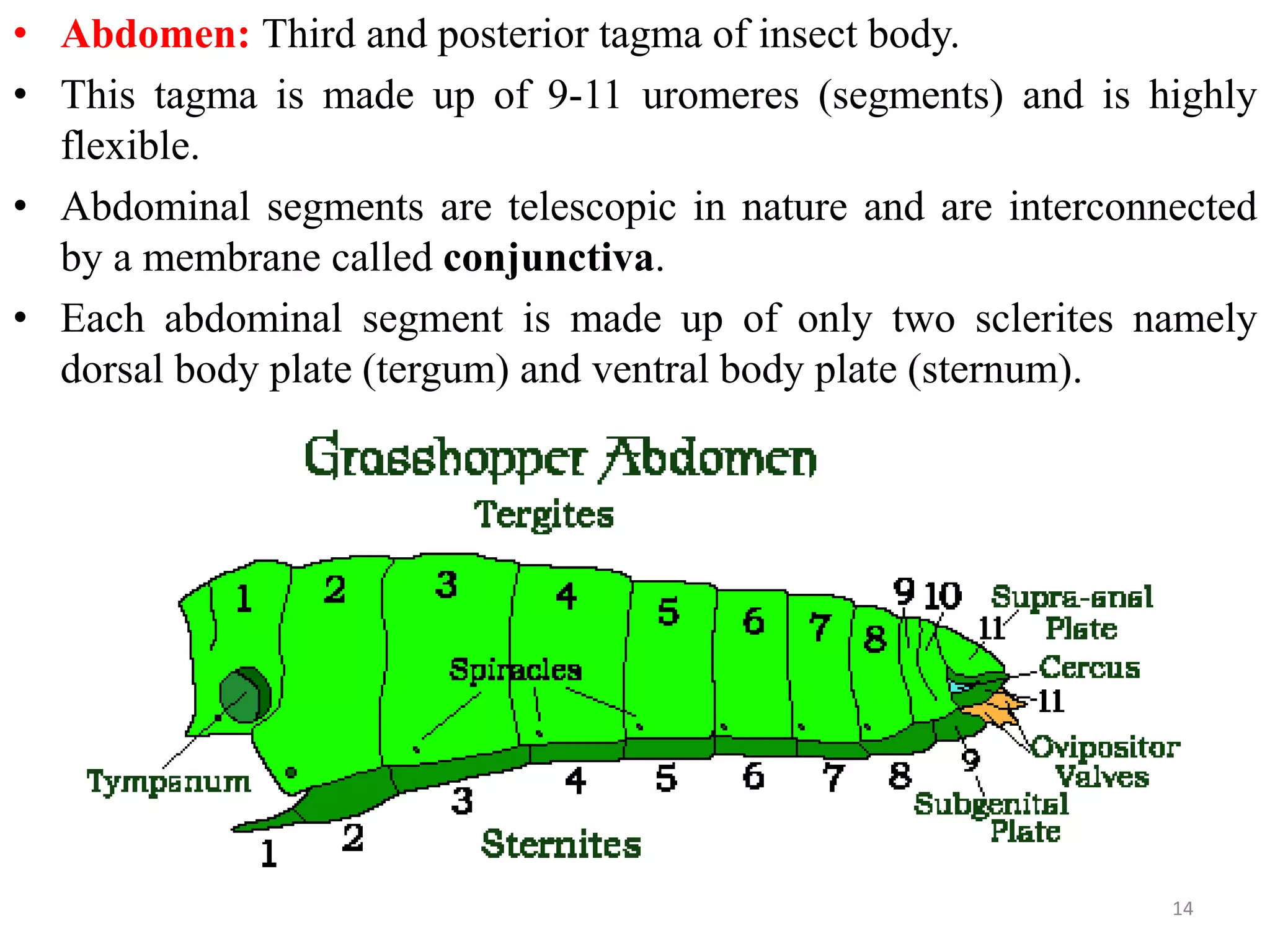 Organisation of insect body by Dr. T. Krishna Chaitanya | PPTX