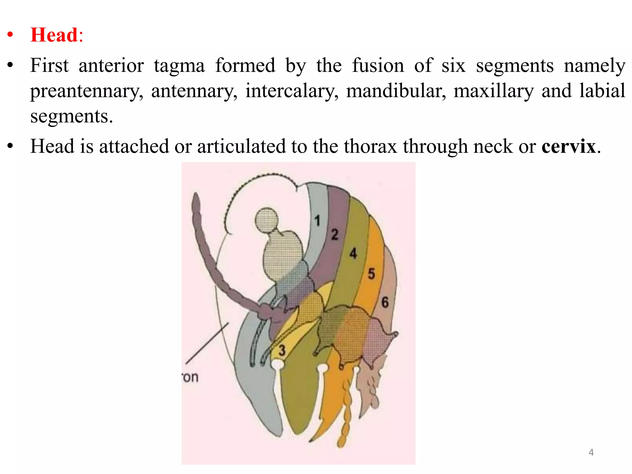 Organisation of insect body by Dr. T. Krishna Chaitanya | PPTX