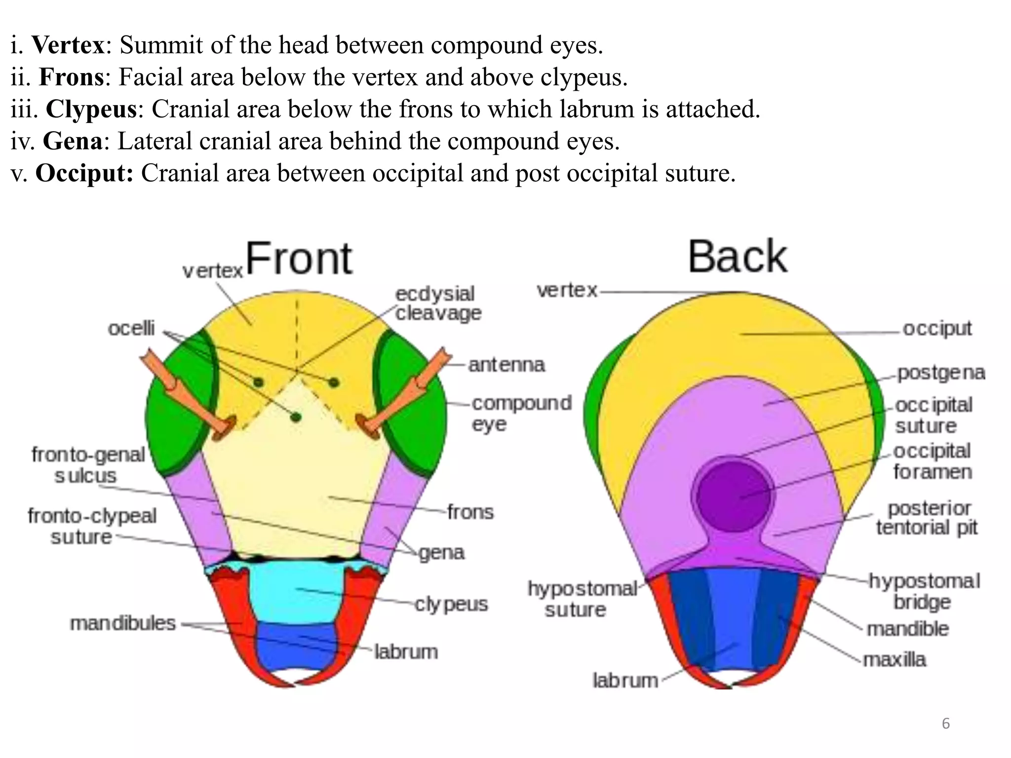 Organisation of insect body by Dr. T. Krishna Chaitanya | PPTX