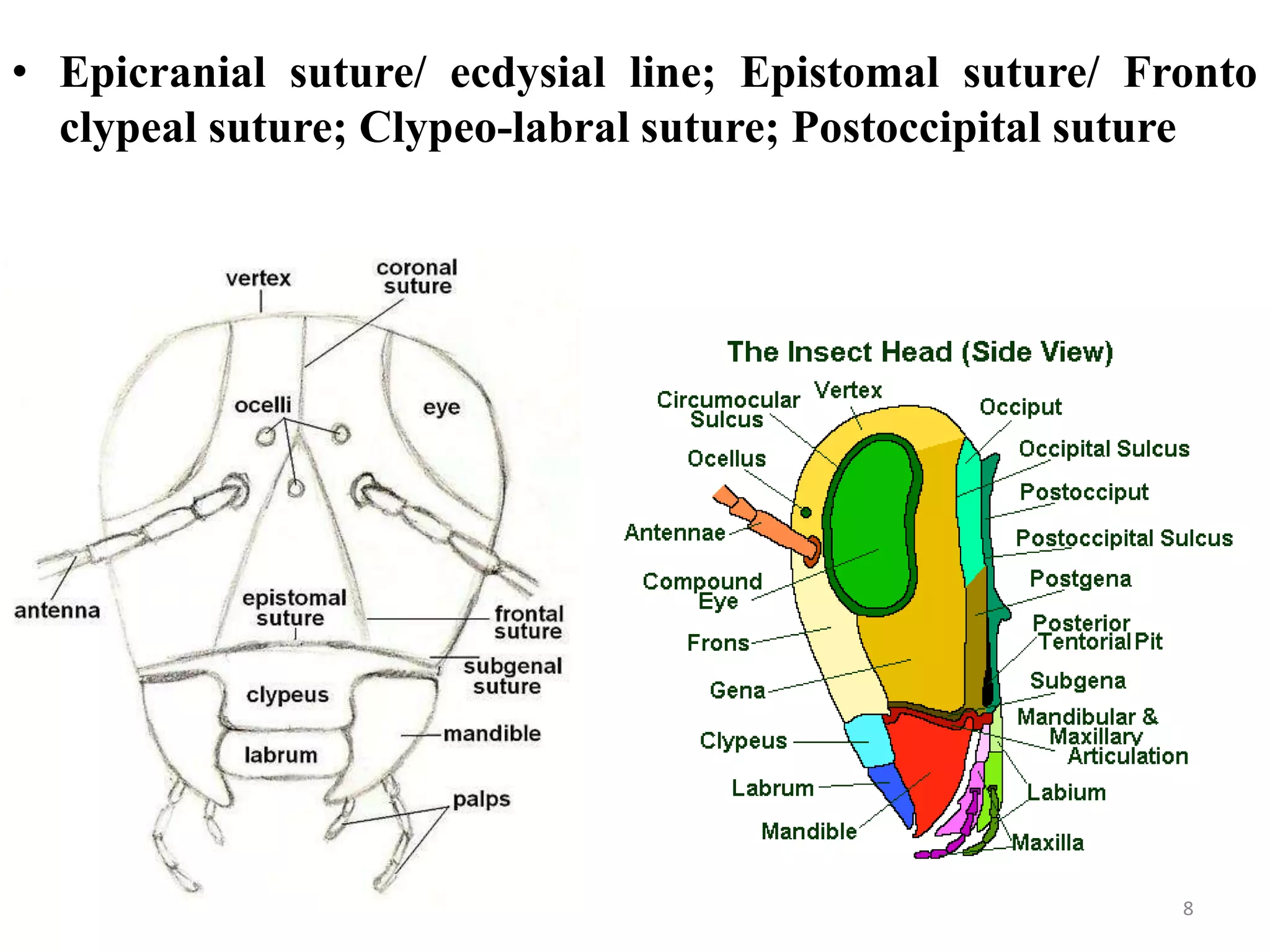 Organisation of insect body by Dr. T. Krishna Chaitanya | PPTX