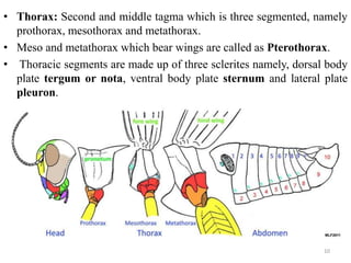 Organisation of insect body by Dr. T. Krishna Chaitanya | PPTX ...