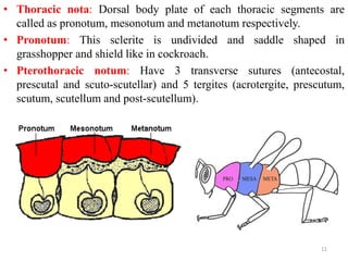 Organisation of insect body by Dr. T. Krishna Chaitanya | PPTX