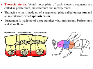 Organisation of insect body by Dr. T. Krishna Chaitanya | PPTX
