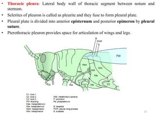 Organisation of insect body by Dr. T. Krishna Chaitanya | PPTX