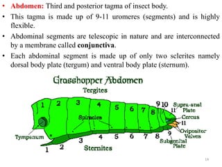 Organisation of insect body by Dr. T. Krishna Chaitanya | PPTX