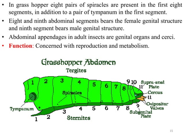 Organisation of insect body by Dr. T. Krishna Chaitanya | PPTX ...