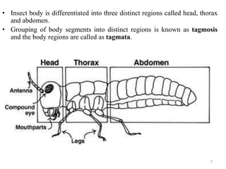 Organisation of insect body by Dr. T. Krishna Chaitanya | PPT
