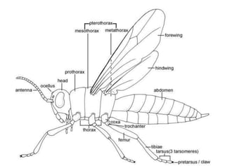 Organisation of insect body by Dr. T. Krishna Chaitanya | PPTX ...
