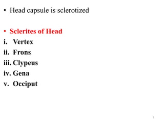 Organisation of insect body by Dr. T. Krishna Chaitanya | PPTX