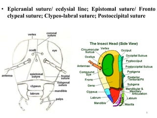Organisation of insect body by Dr. T. Krishna Chaitanya | PPTX