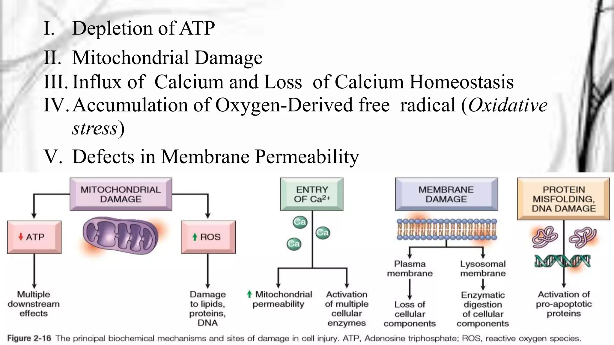 cellular adaptation presentation (2) | PPTX