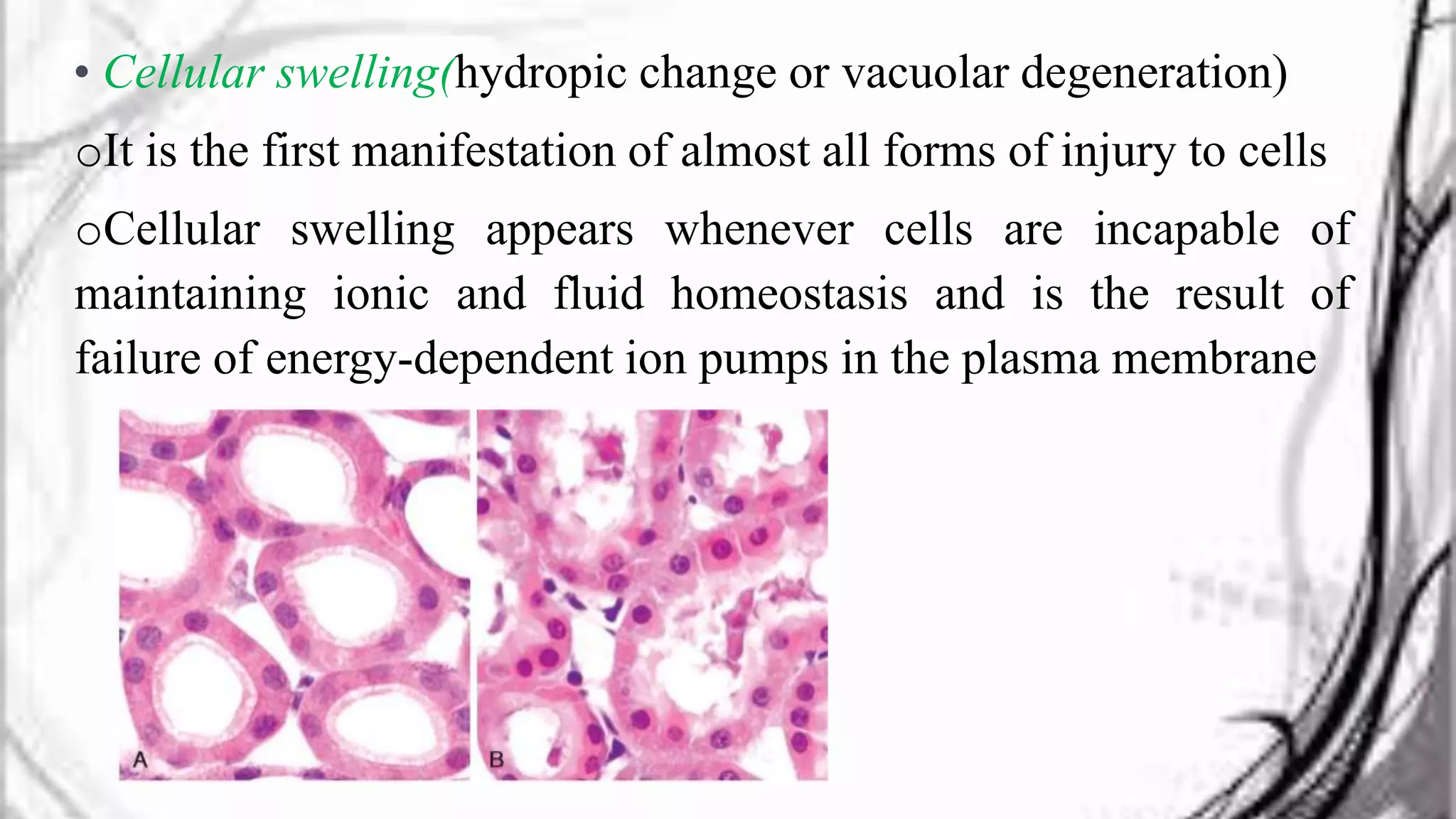 cellular adaptation presentation (2) | PPTX
