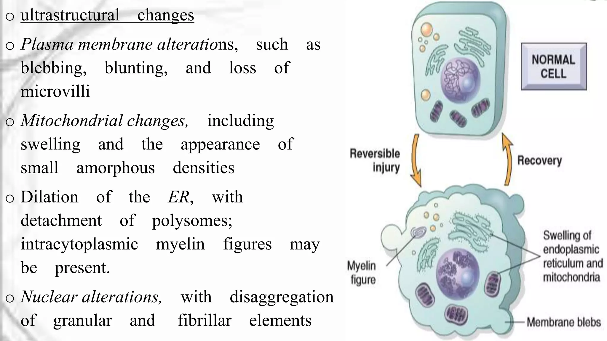 cellular adaptation presentation (2) | PPTX