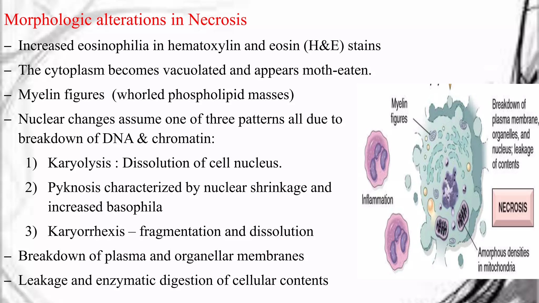 cellular adaptation presentation (2) | PPTX