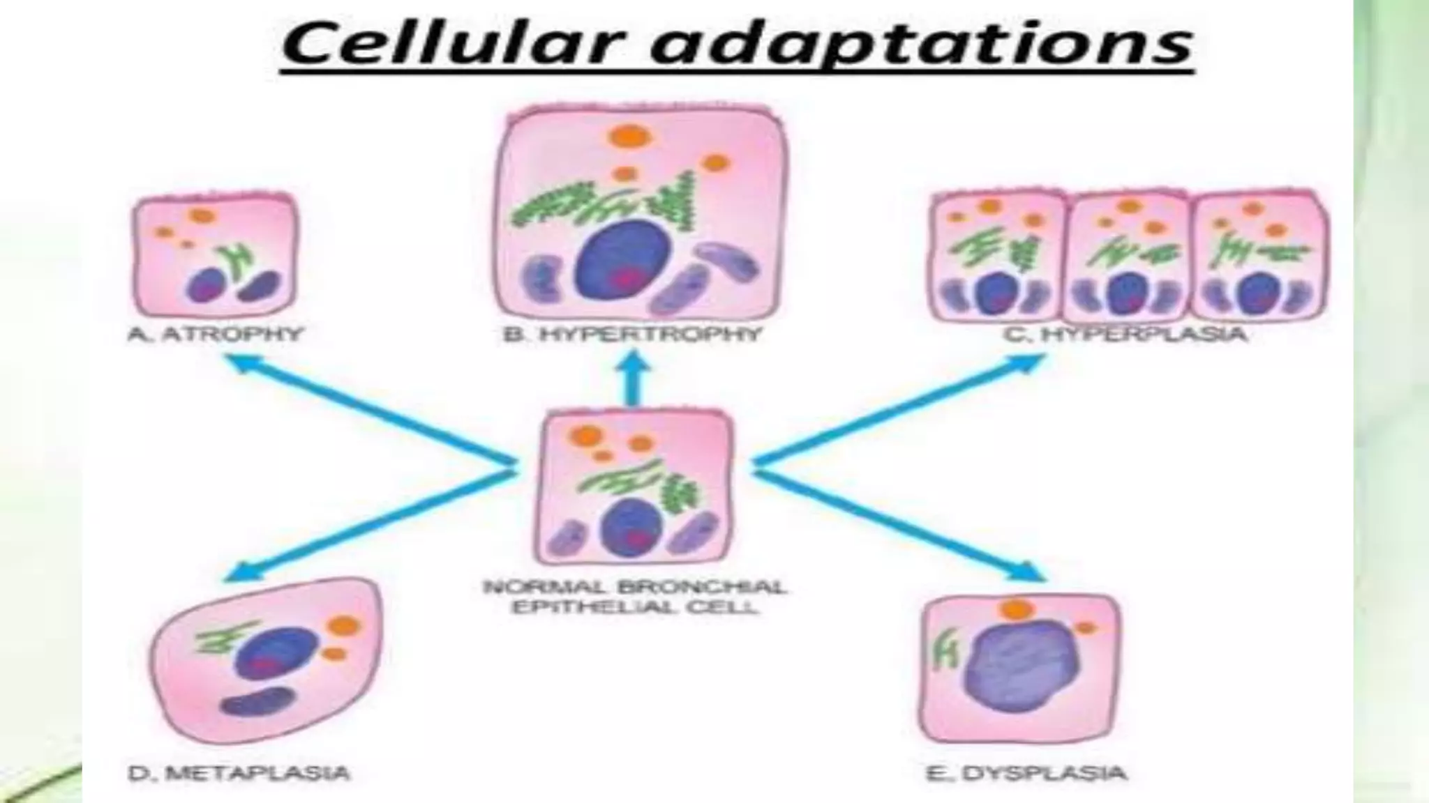 cellular adaptation presentation (2) | PPT
