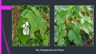 Natural products as leads for new pharmaceuticals | PPTX