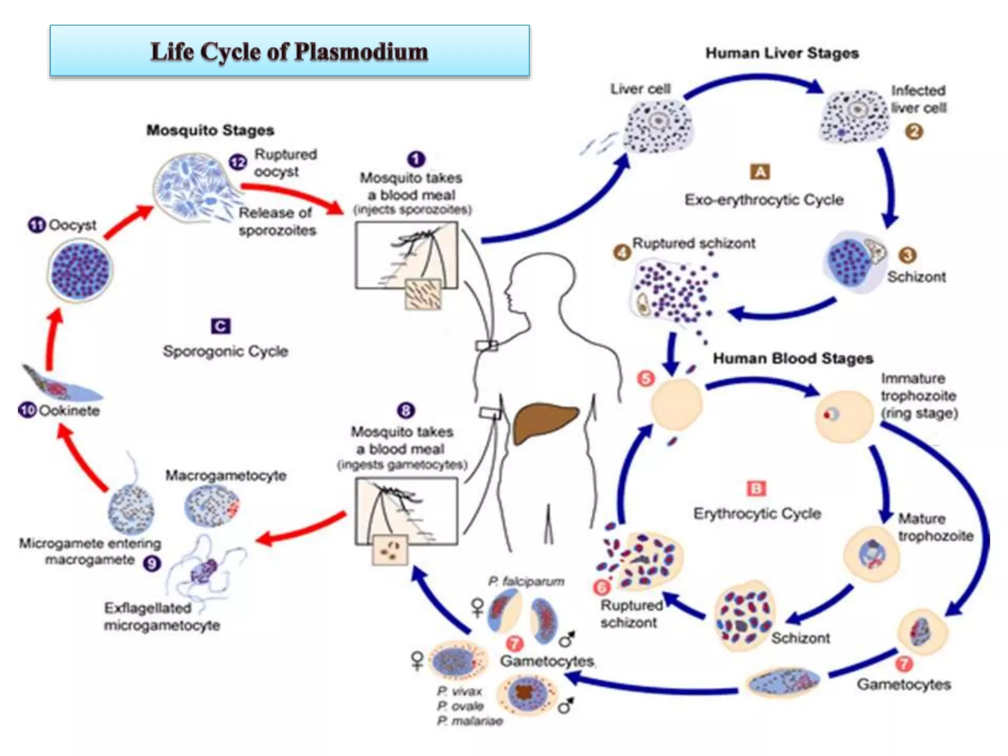 6. plasmodium | PPTX