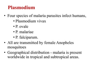 6. plasmodium | PPTX