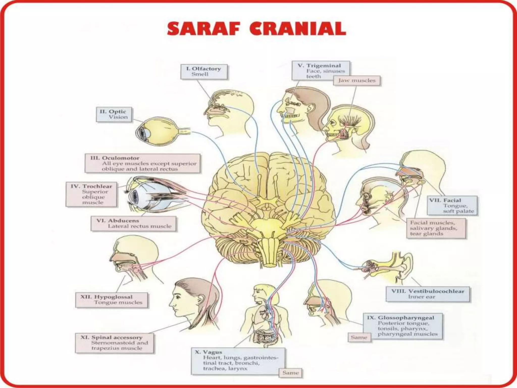 6.anatomi tulang, otot , syaraf kepala | PPT