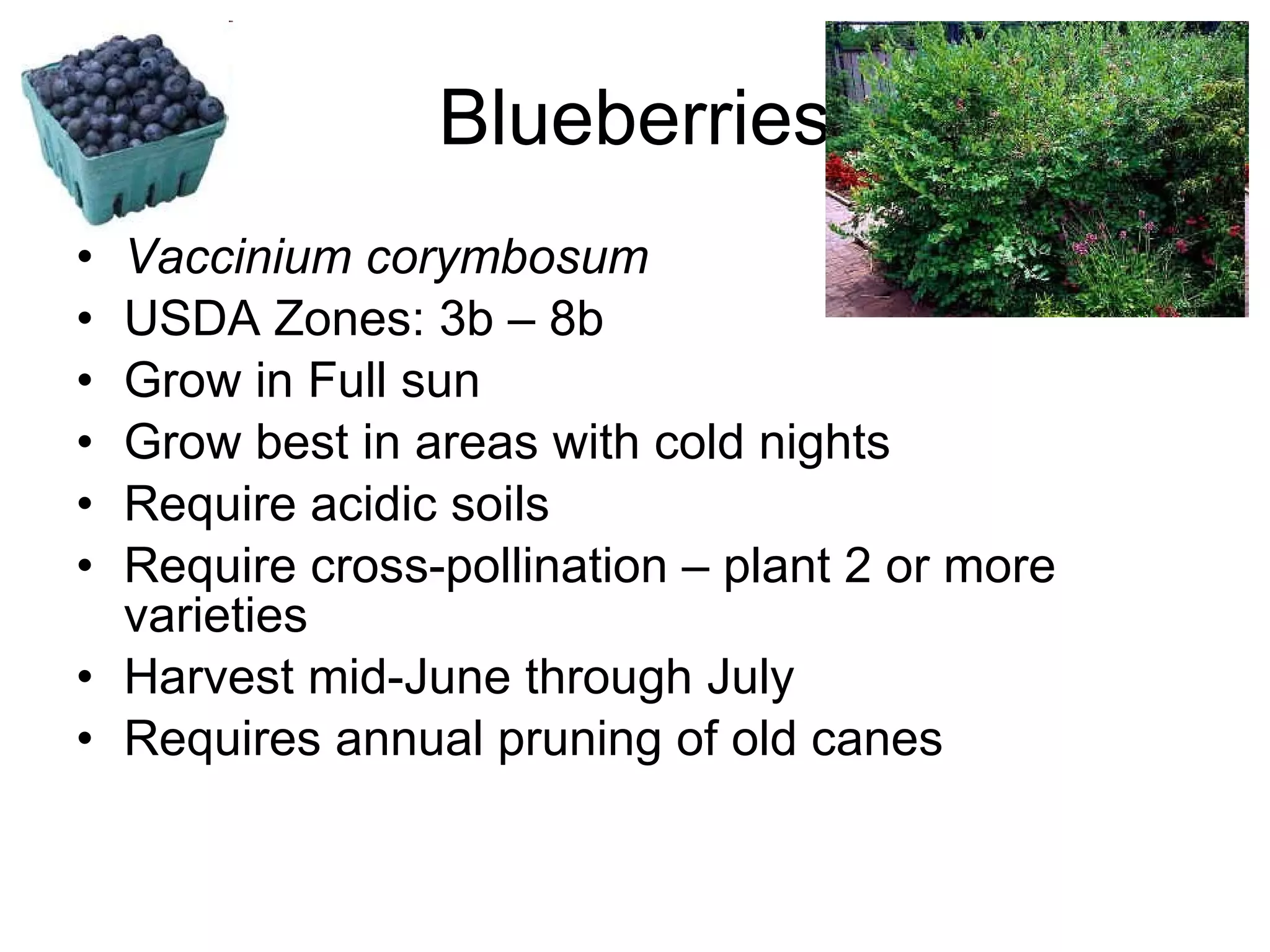 Blueberries | PPT