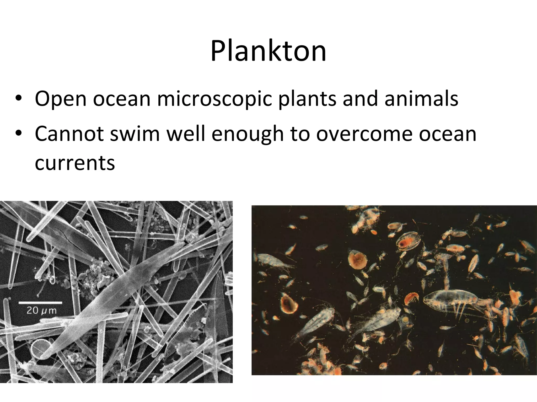 Plankton | PPT