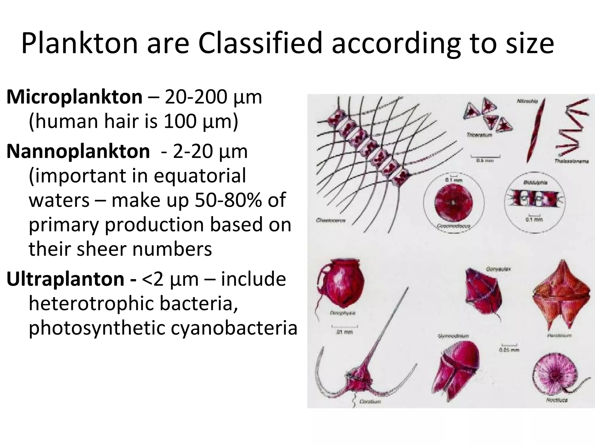 Plankton | PPT