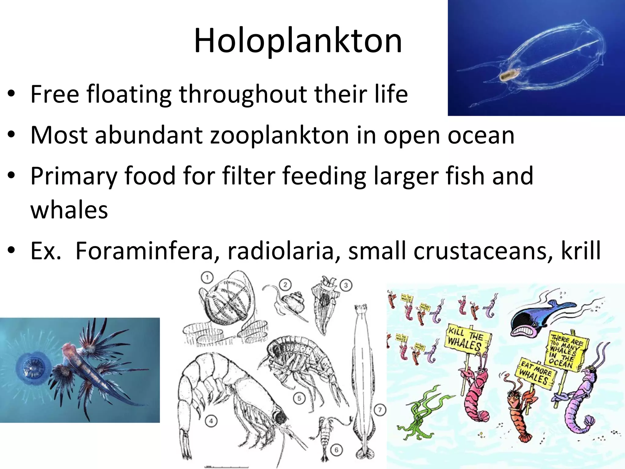 Plankton | PPT