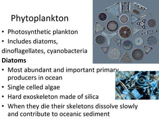 Plankton | PPT